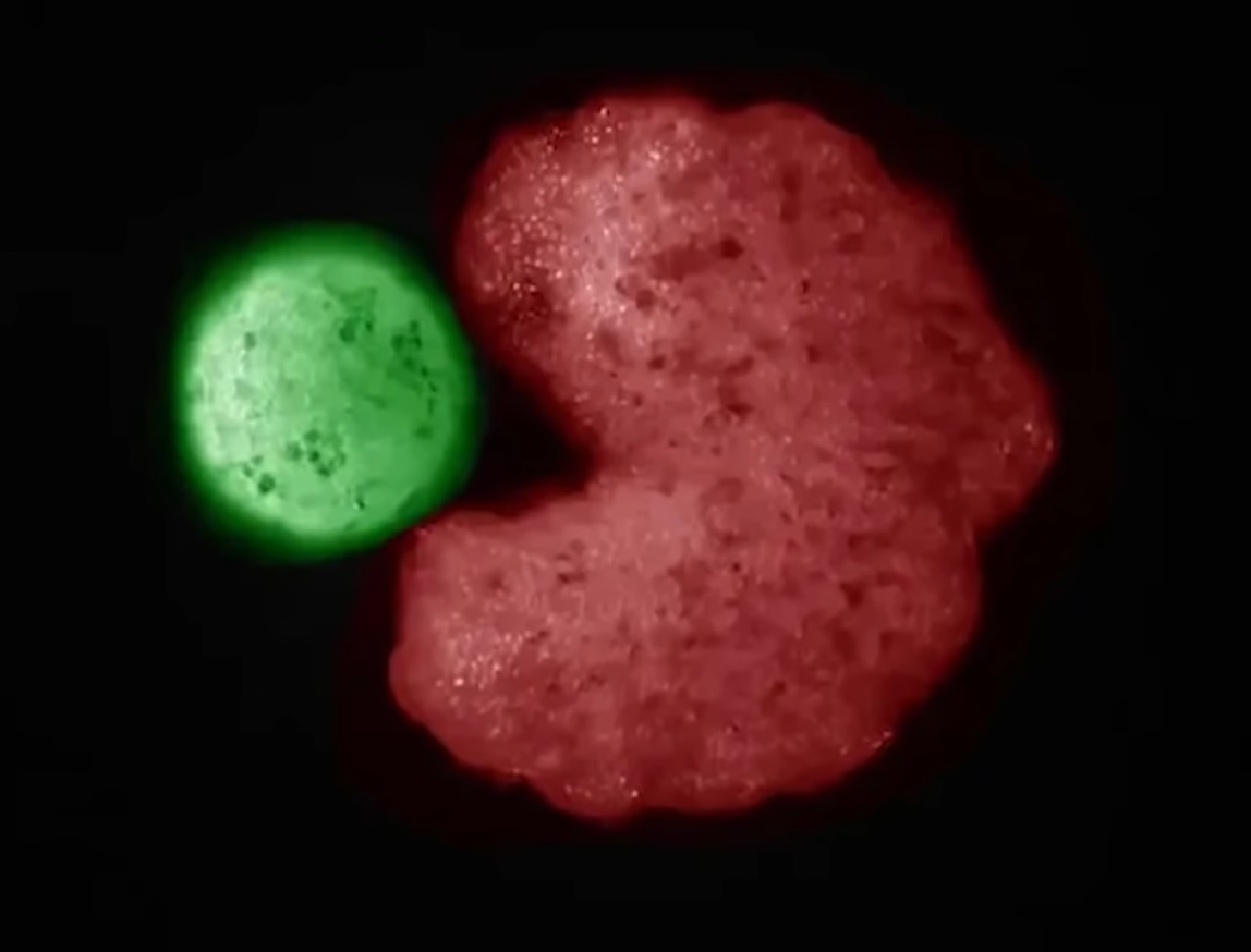 "Xenobots" - Tiny Pacman-Like Bio Robots Designed by AI are now Able to ...